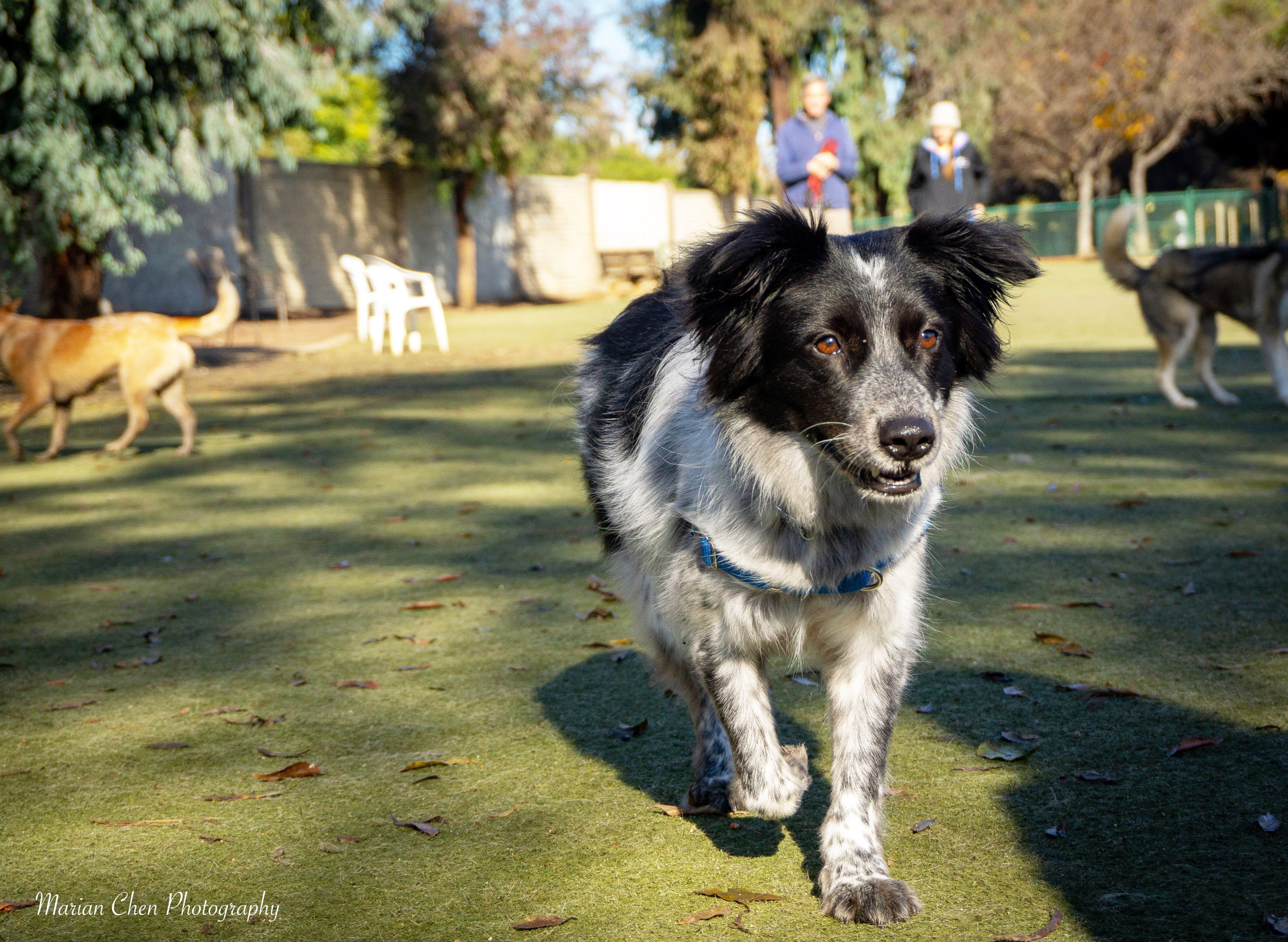 Adopting Stray Dogs from Taiwan to Loving Homes Overseas | YAYTAIWAN