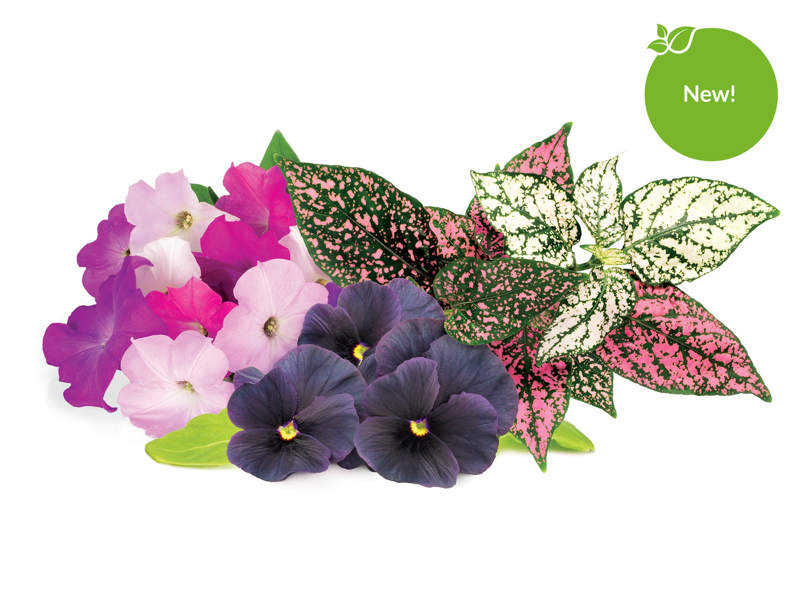 Click & Grow for growing vegetables, herbs, fruits and flowers indoors ...